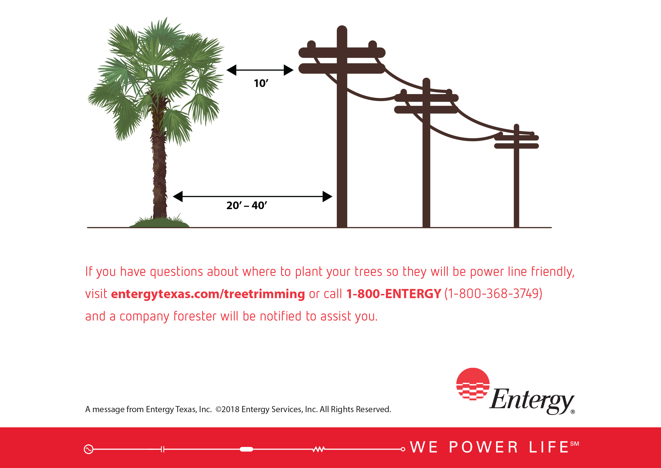 Don’t Plant Palm Trees Under Power Lines | Orange Leader