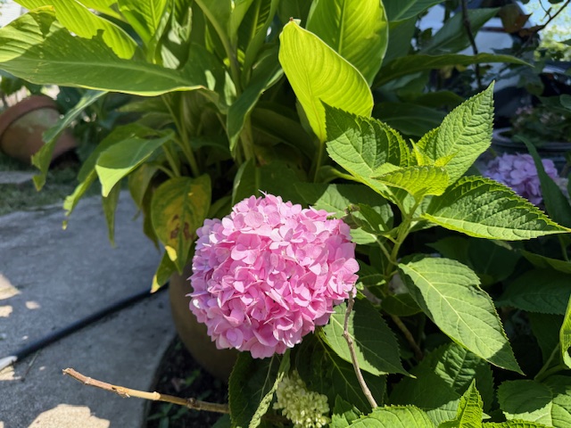 Striking Garden Accents: Hydrangea Growing Tips for SETX | Orange Leader