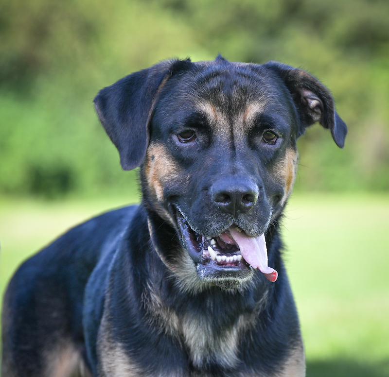 Pet of the Week – Male Rottweiler mix described as a gentle soul ...