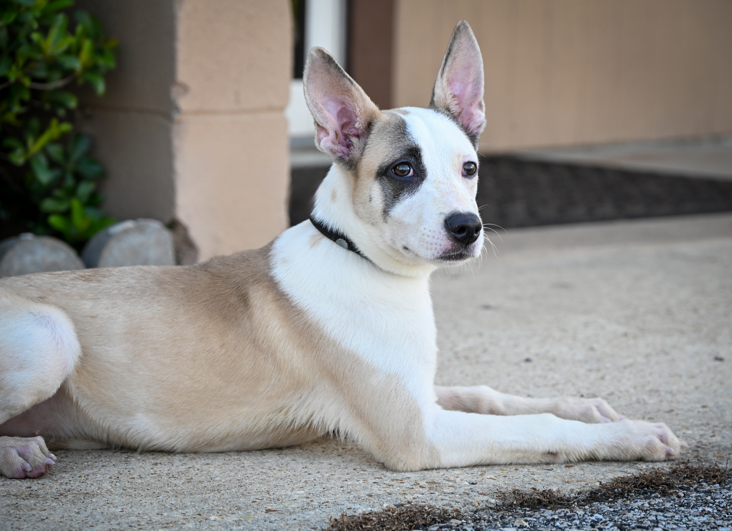 Pet of the Week – Sonora | Orange Leader