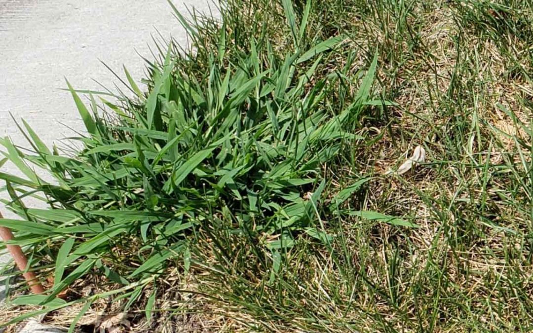 Win the Battle and Reclaim the Lawn: Weed Management | Orange Leader