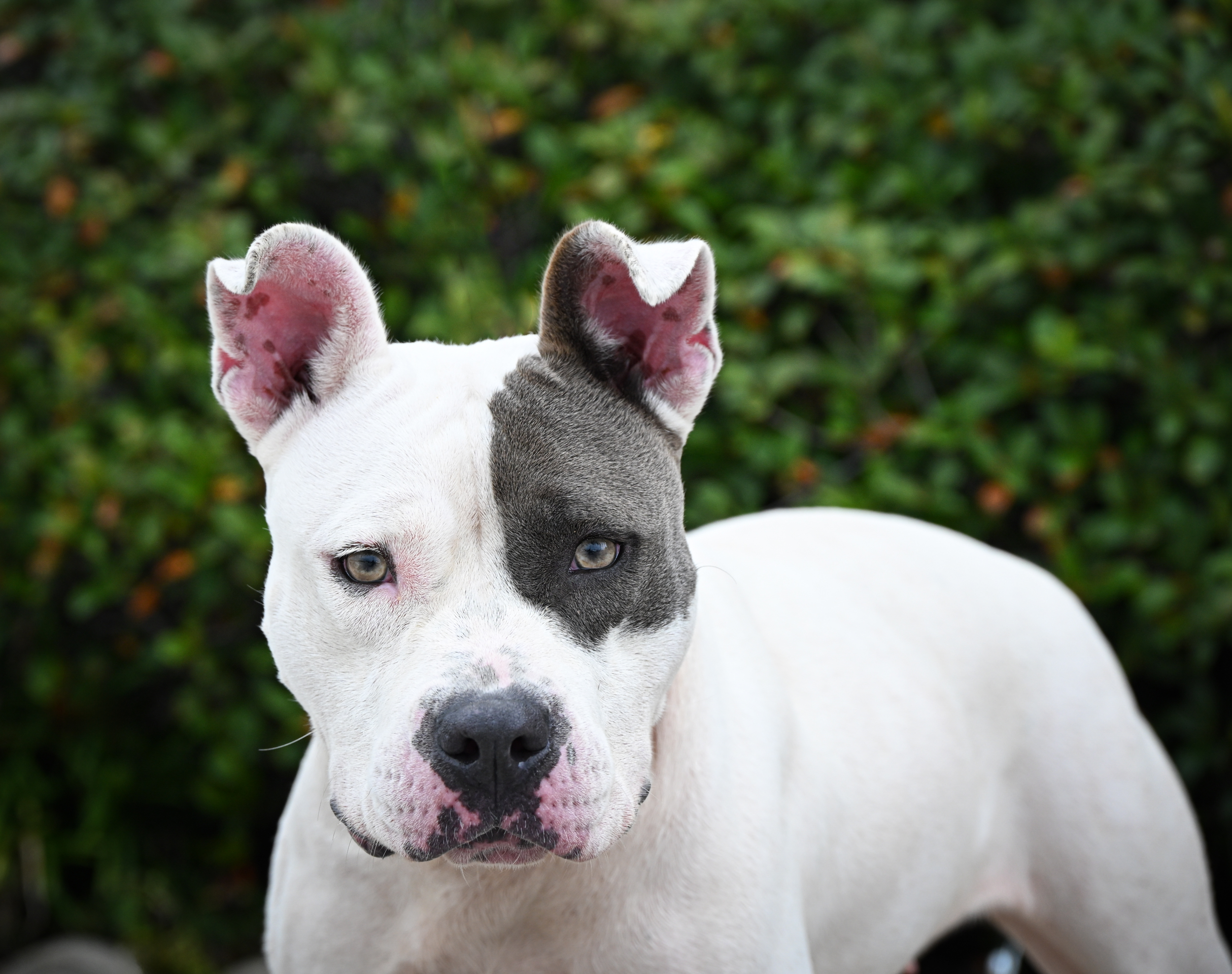 Pet of the Week – Playful Sharla Seeks Home | Orange Leader